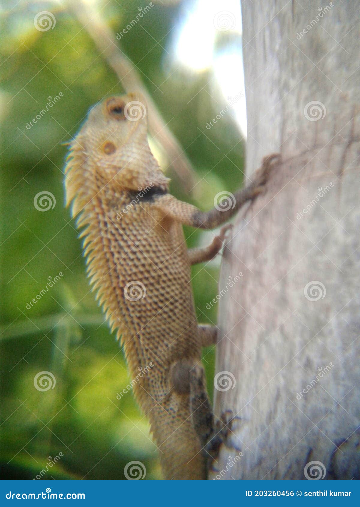 Lizard Climbing a Coconut Tree Stock Photo - Image of outdoor, coconut ...