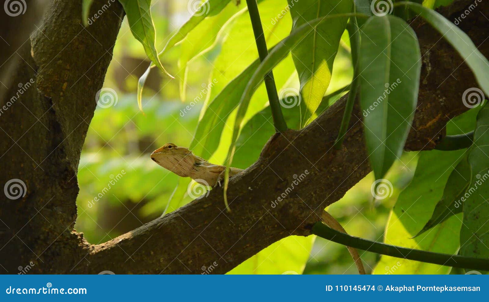 Lizard Climbing on Mango Tree in Garden Stock Footage - Video of green ...