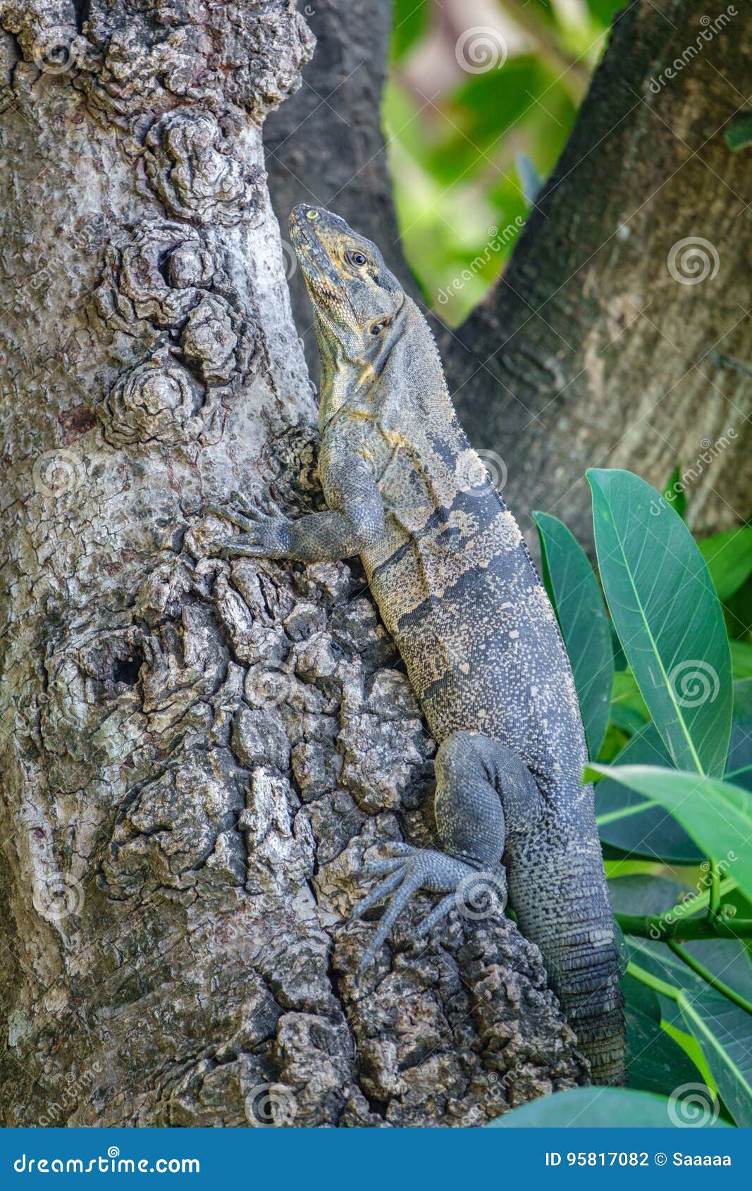Lizard Climbing Over Tree Trunk Stock Photo - Image of quiet, shiny ...