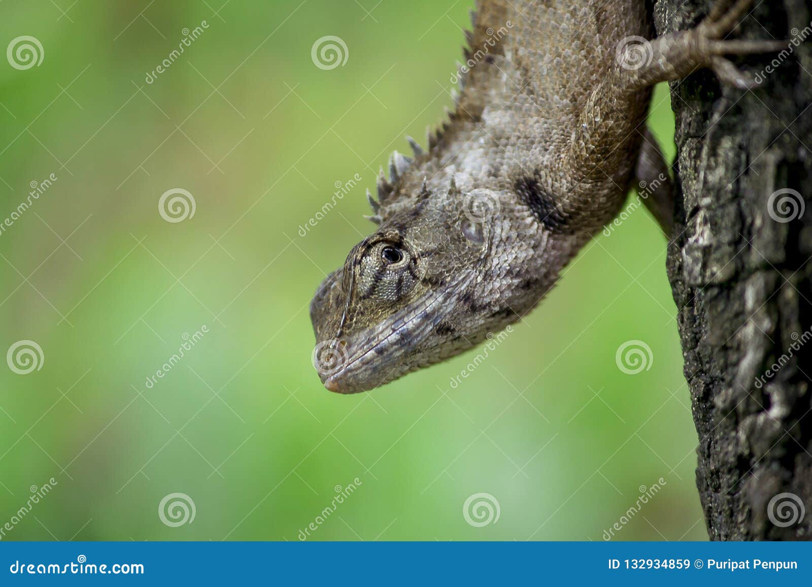 A Lizard is Climbing on a Tree. Stock Image - Image of head, forest ...