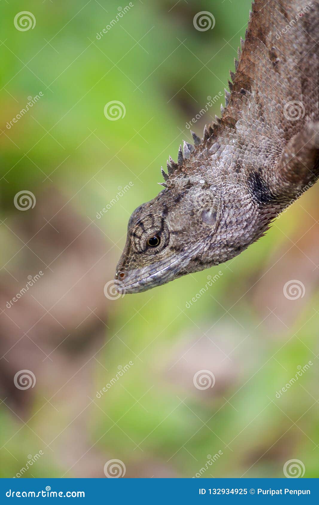 A Lizard is Climbing on a Tree. Stock Image - Image of climbing ...