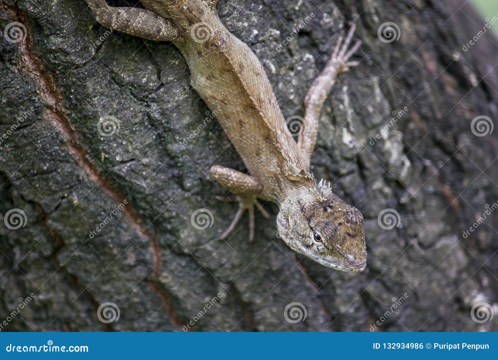 A Lizard is Climbing on a Tree. Stock Photo - Image of climb, brown ...