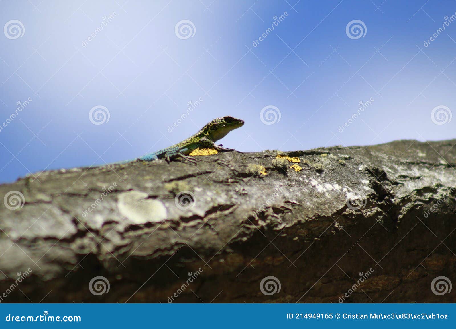 Lizard climbing a tree stock image. Image of christ - 214949165