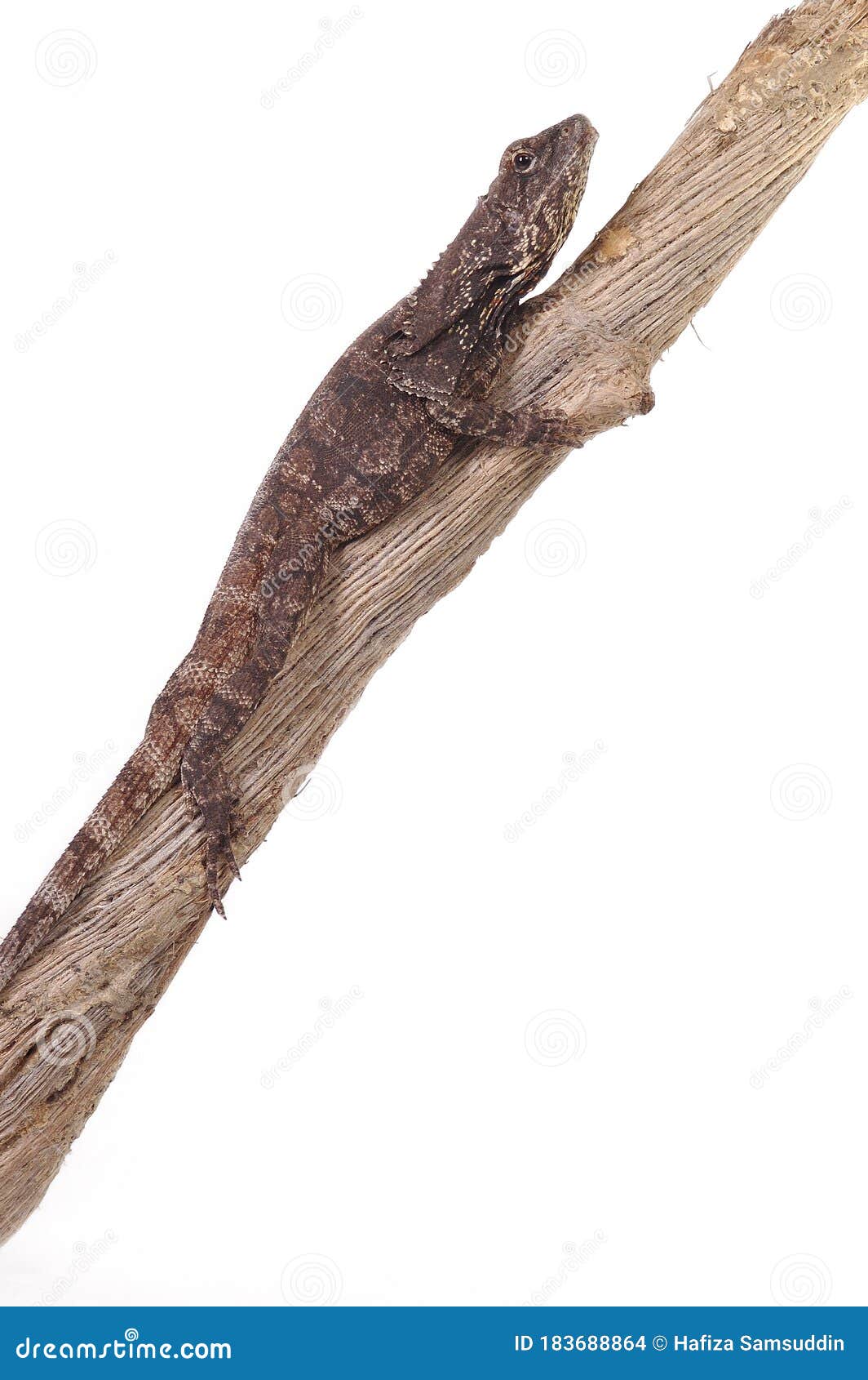 A Lizard Climbing Up a Tree Branch Stock Photo - Image of climb, stone ...