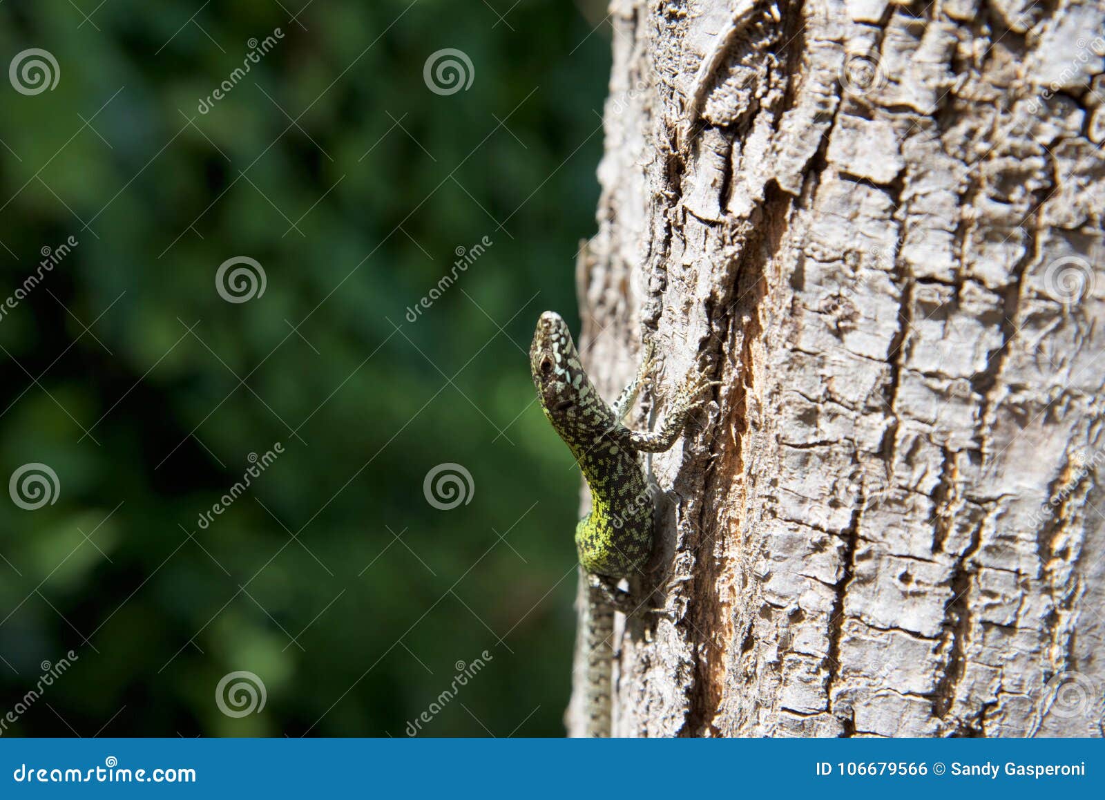 Lizard on tree 11th stock photo. Image of herpetology - 106679566
