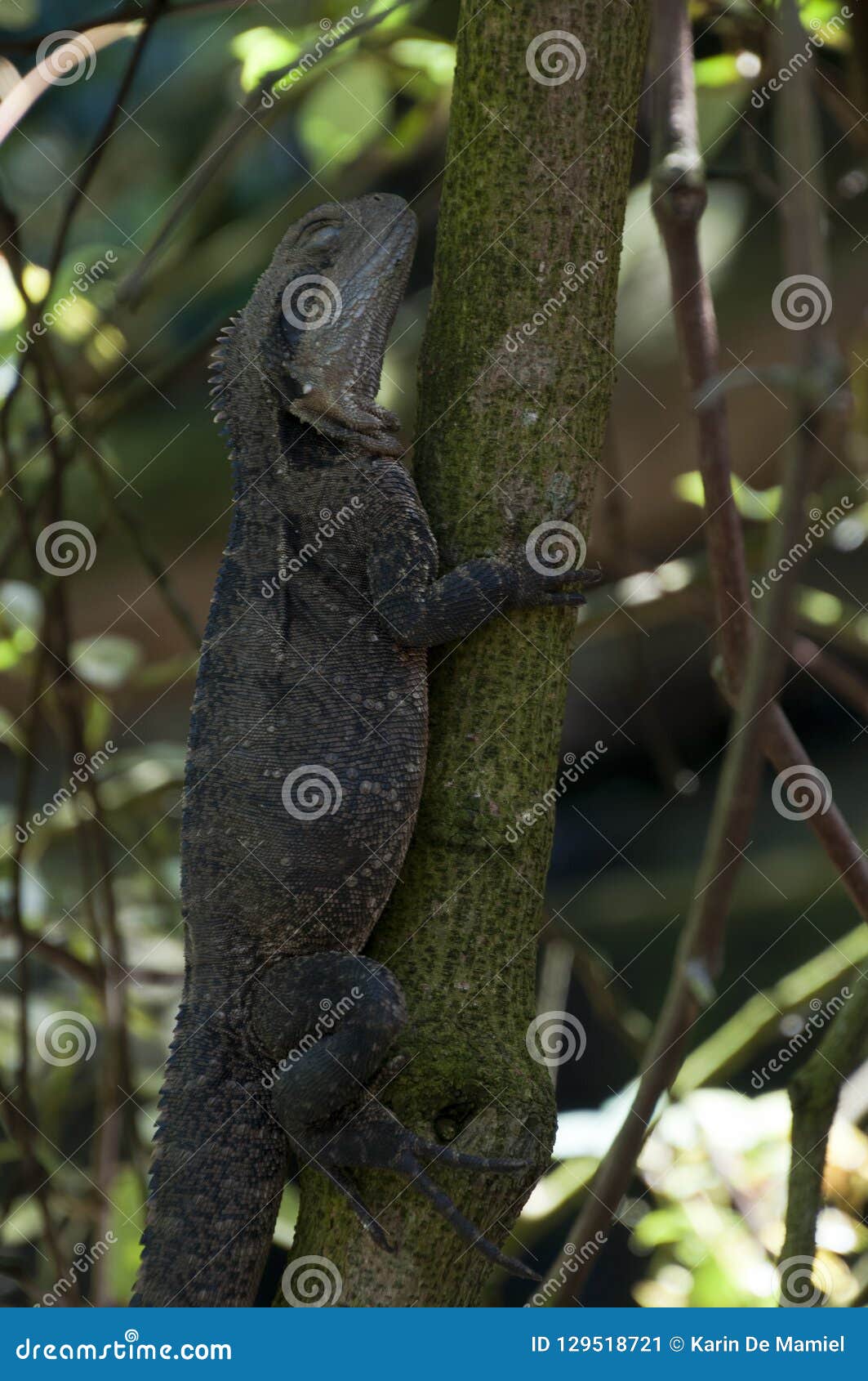Lizard Climbing Up Tree Trunk Stock Image - Image of park, natural ...