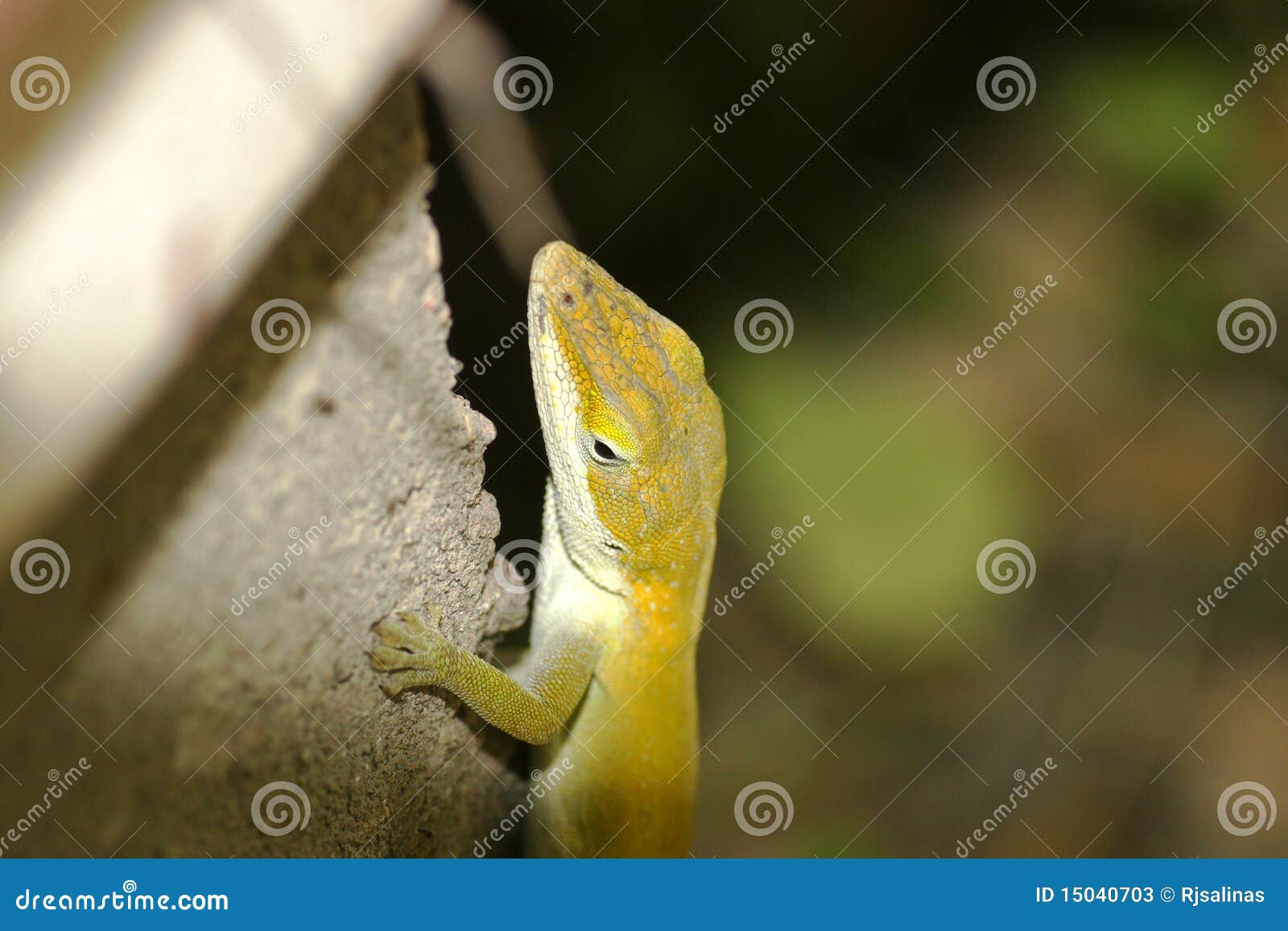 Lizard close up stock image. Image of green, legs, outdoors - 15040703