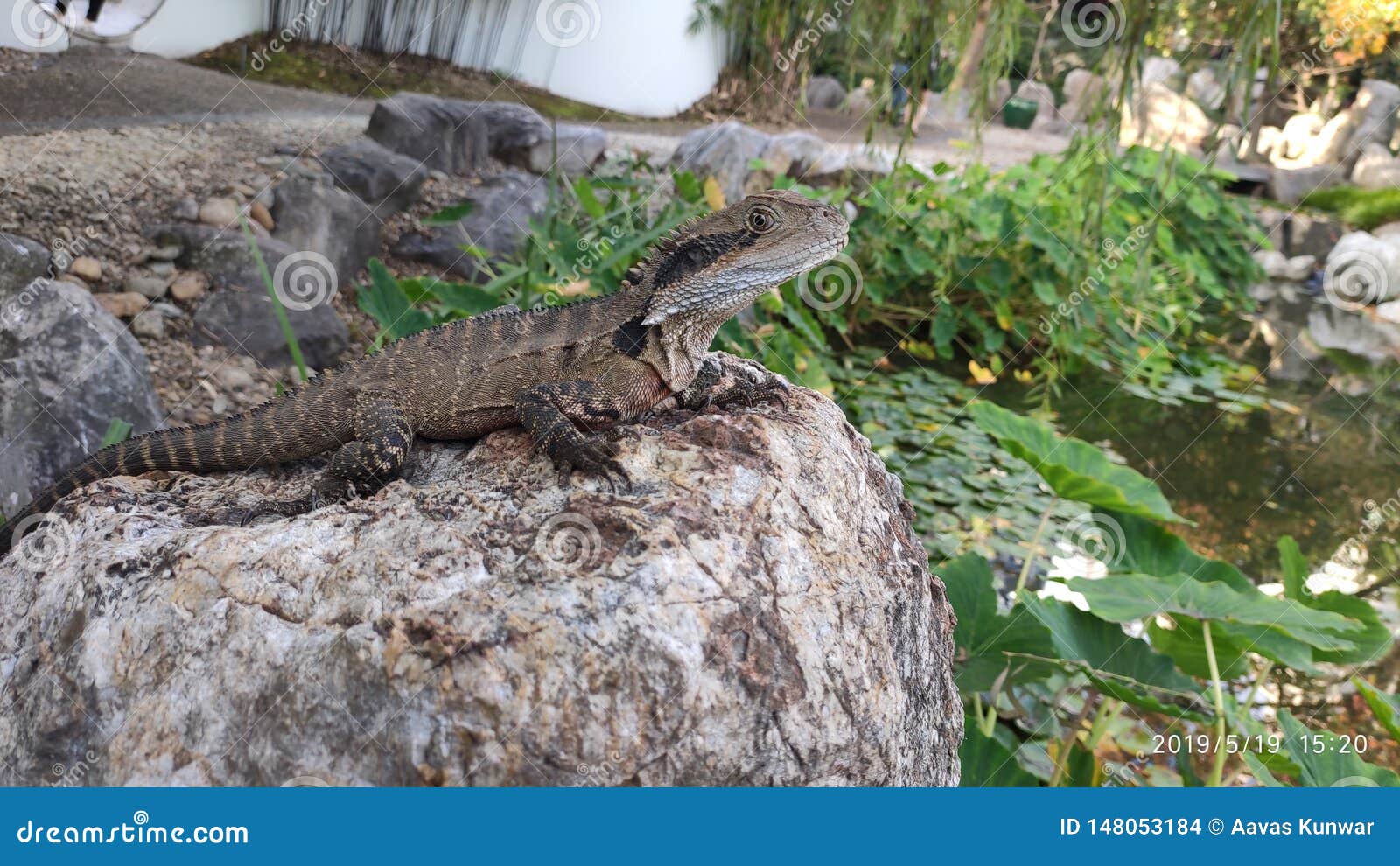 Brolizard Stock Photos - Free & Royalty-Free Stock Photos from Dreamstime