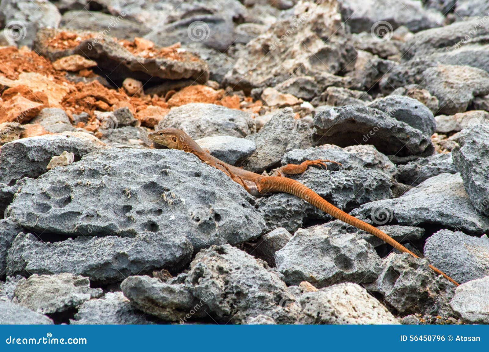 Lizard Close up stock photo. Image of scale, head, extreme - 56450796