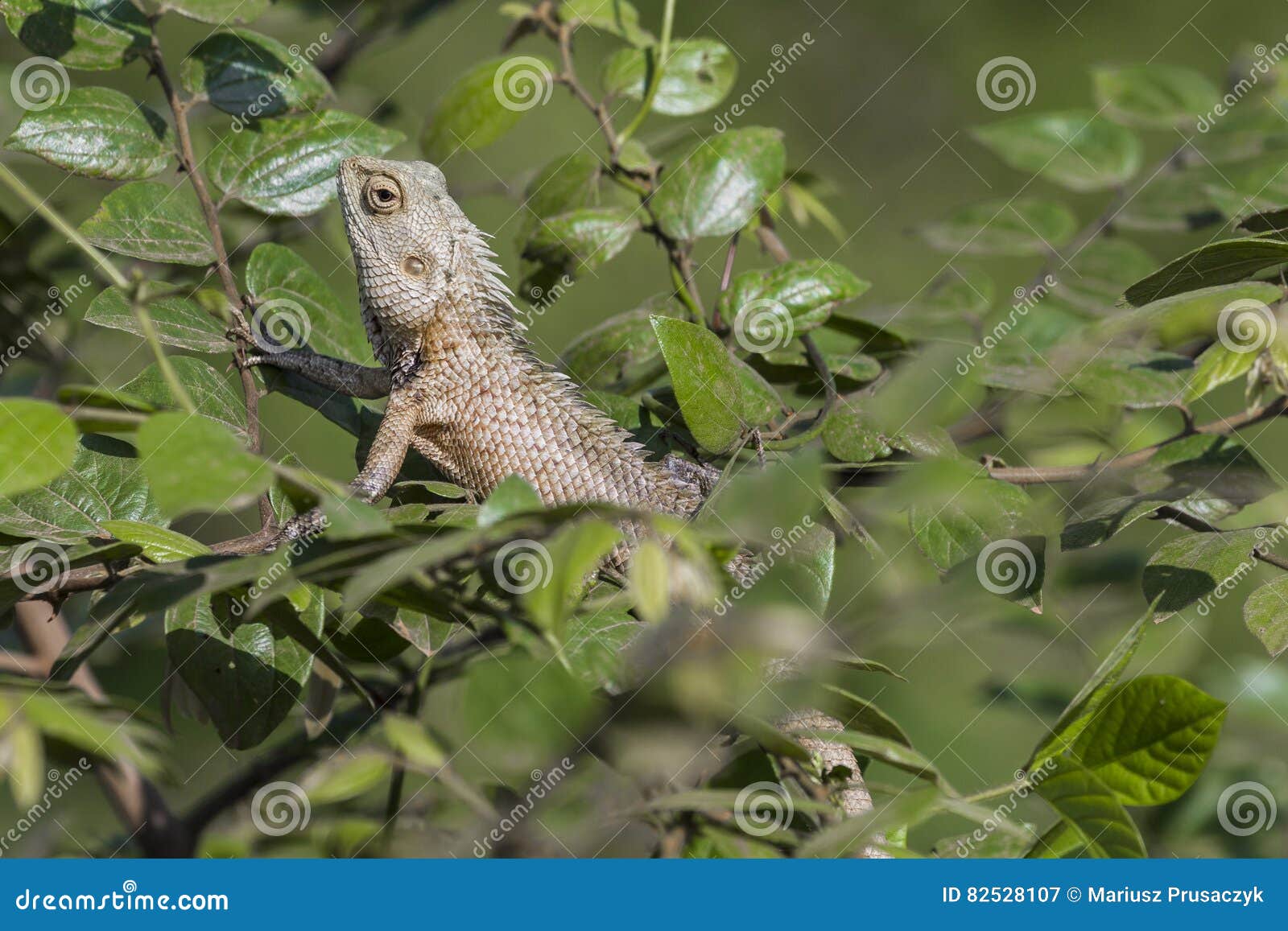 Lizard Close Up Macro Animal Portrait Stock Image - Image of aruba ...