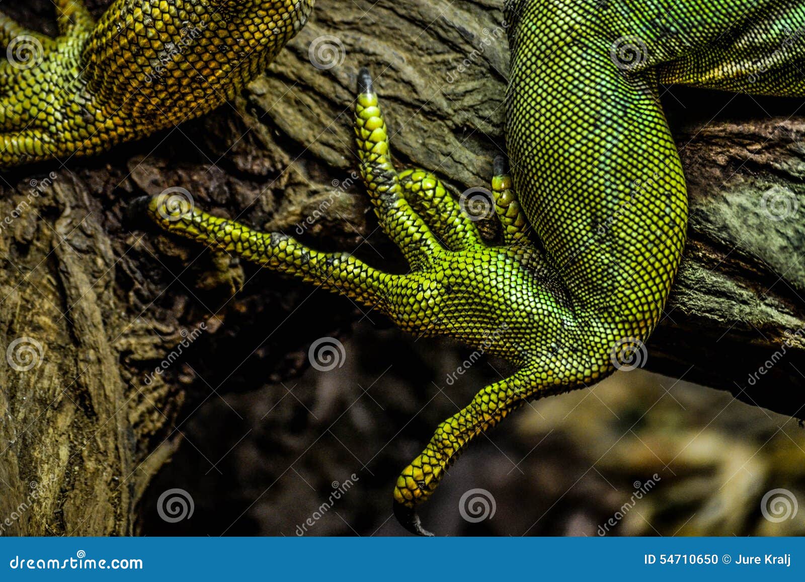 Lizard stock photo. Image of skin, view, green, close - 54710650