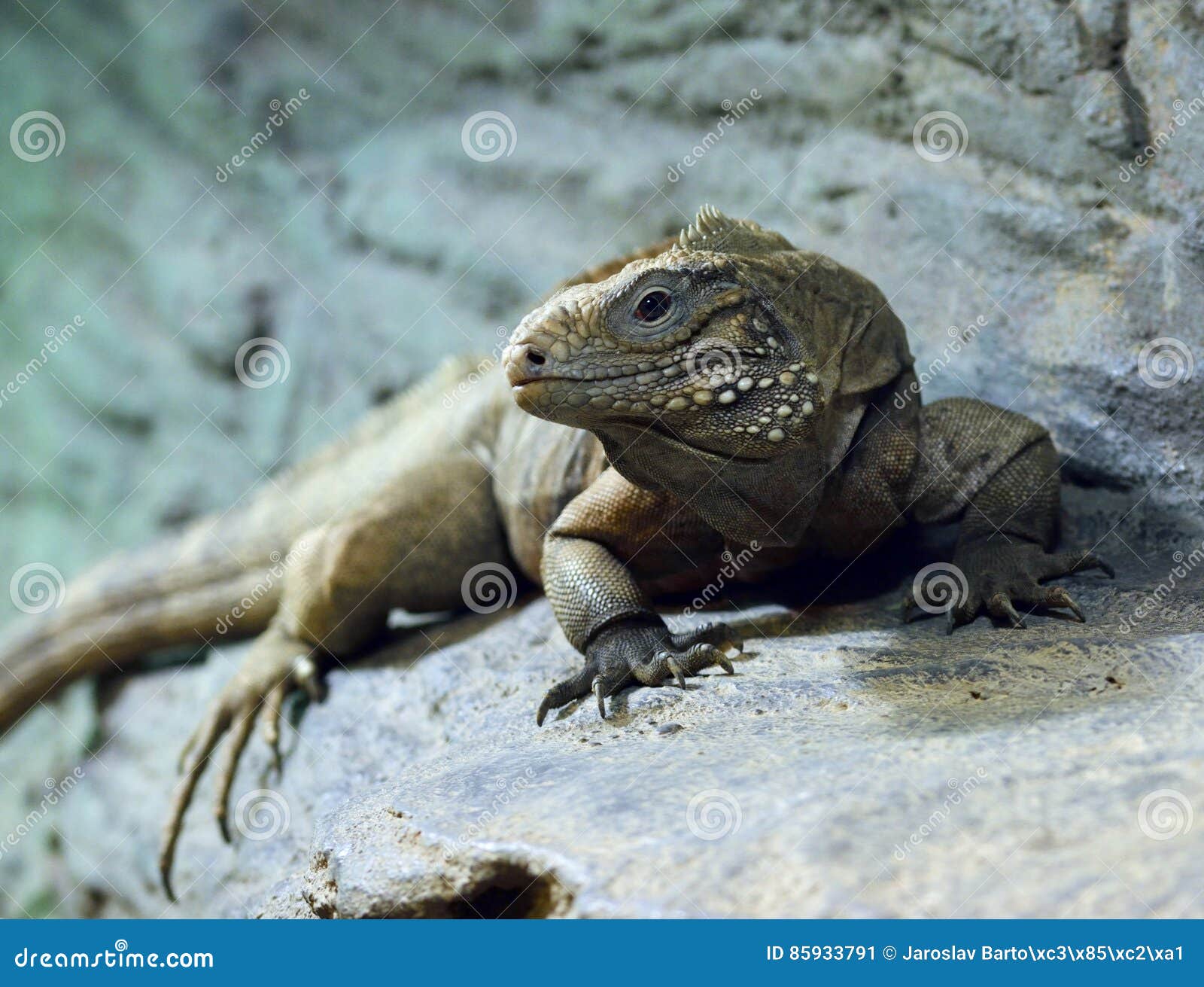 Lizard stock image. Image of nature, portrait, animal - 85933791