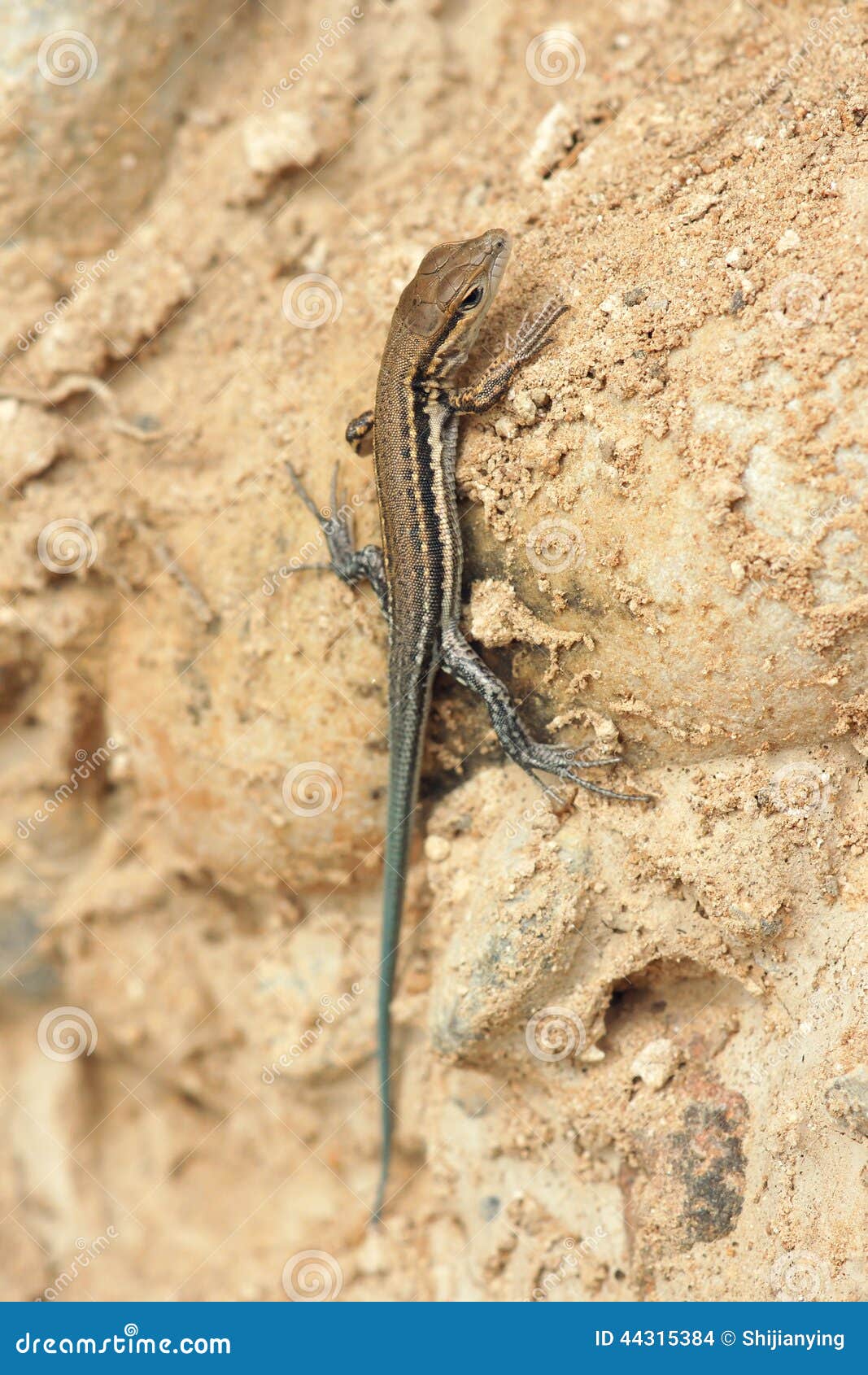 Lizard stock photo. Image of animal, gecko, lizard, life - 44315384