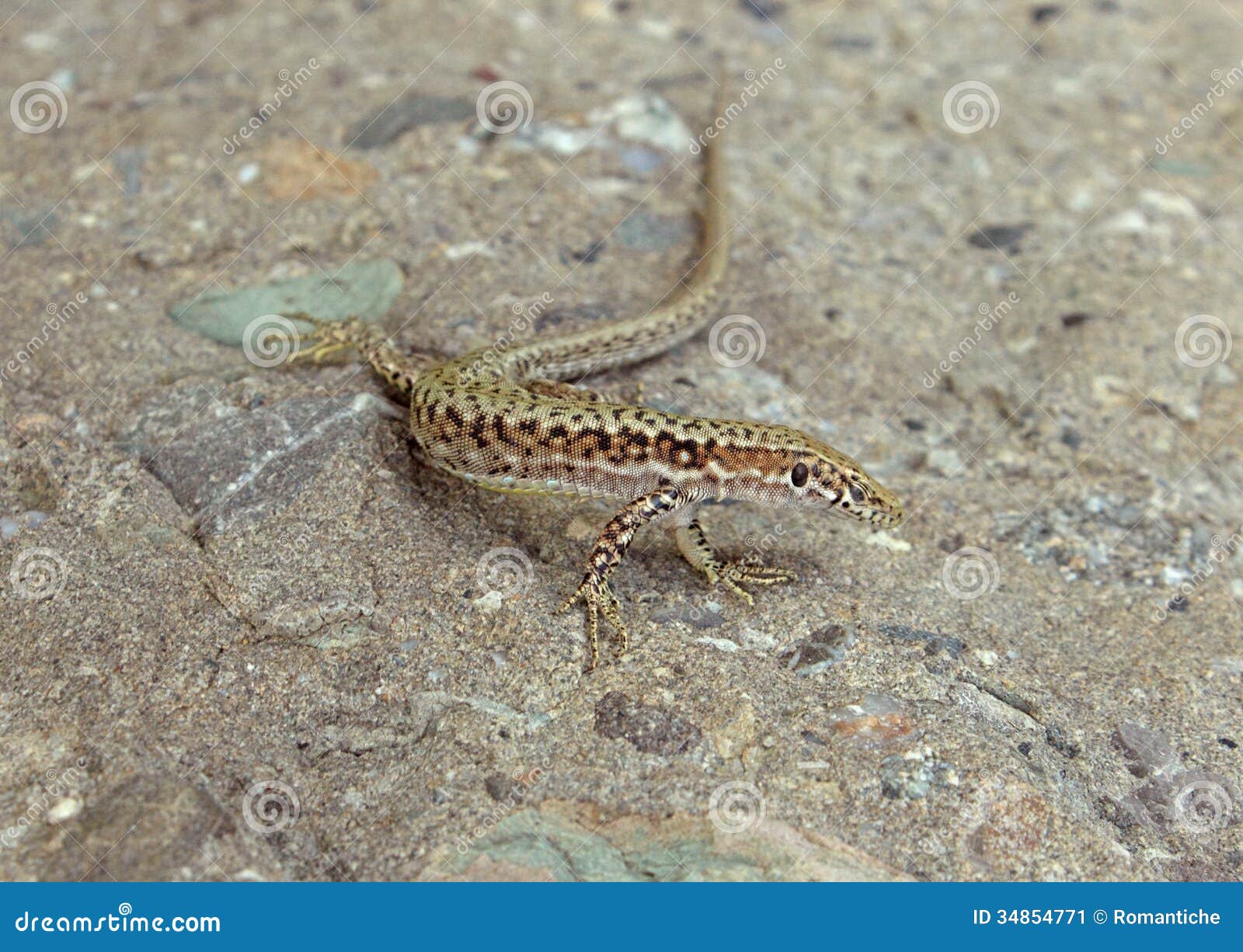 Lizard stock image. Image of lizard, wild, stone, wilderness - 34854771