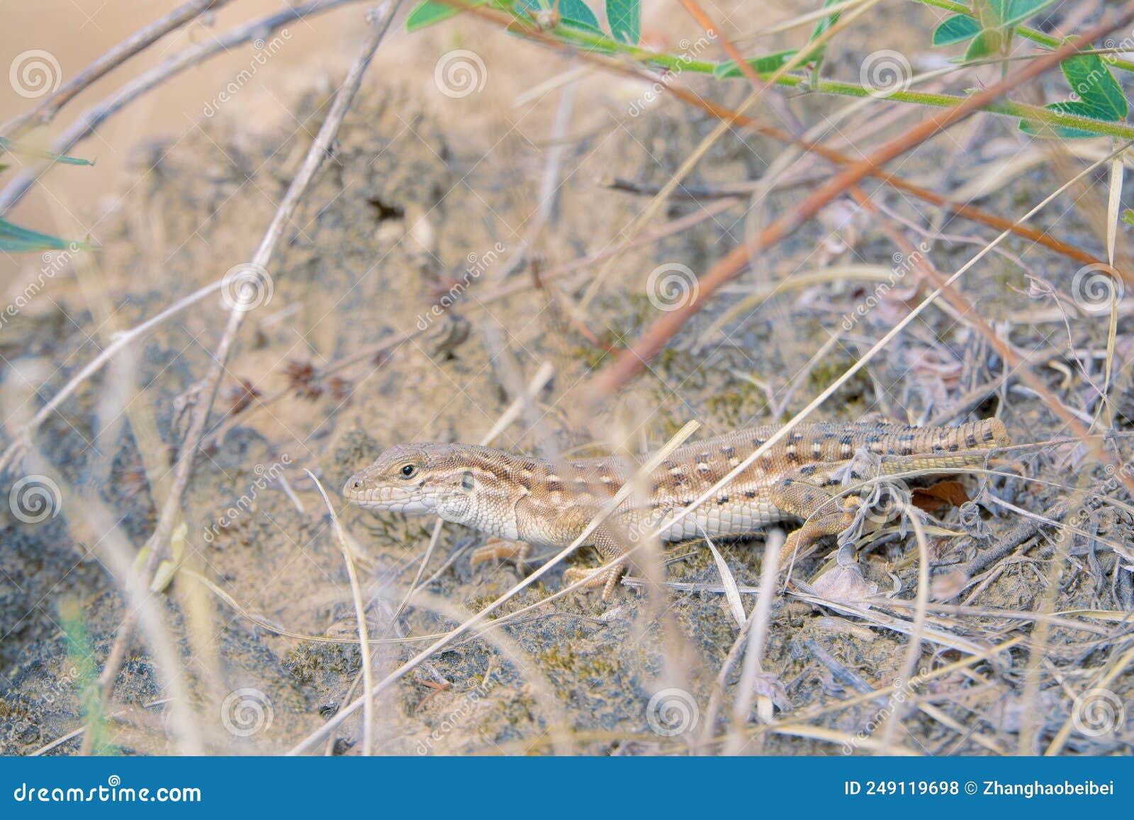 Lizard stock photo. Image of wildlife, close, gecko - 249119698