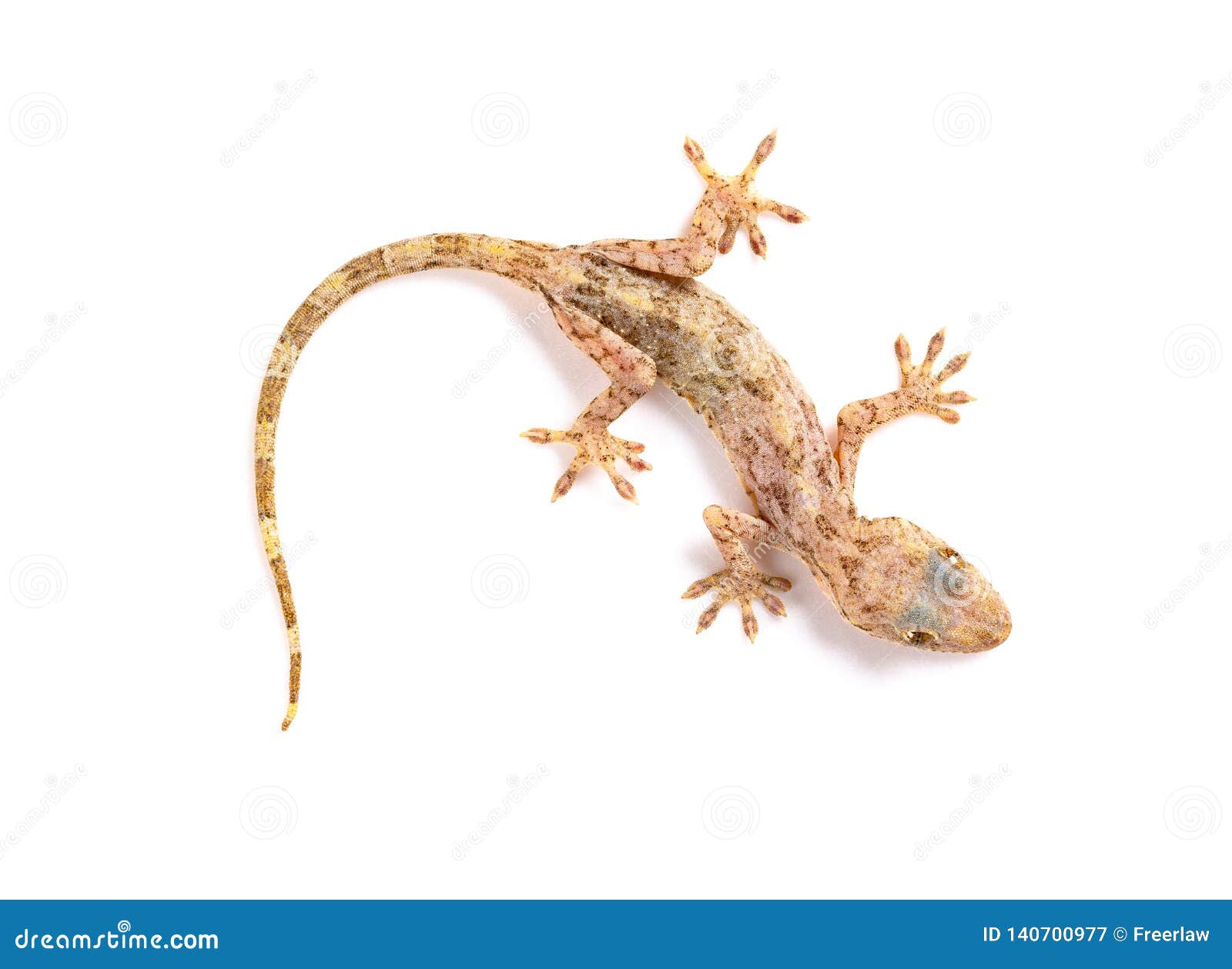 Lizard Close Up on White Background Stock Image - Image of wrinkles ...