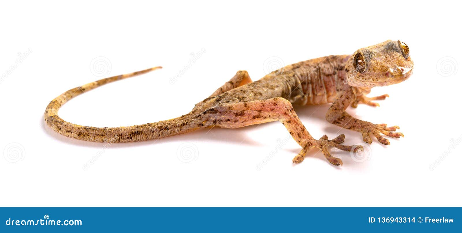 Lizard Close Up on White Background Stock Photo - Image of wrinkles ...