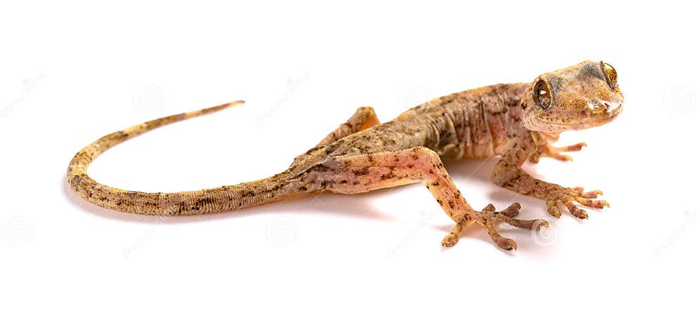 Lizard Close Up on White Background Stock Photo - Image of wrinkles ...