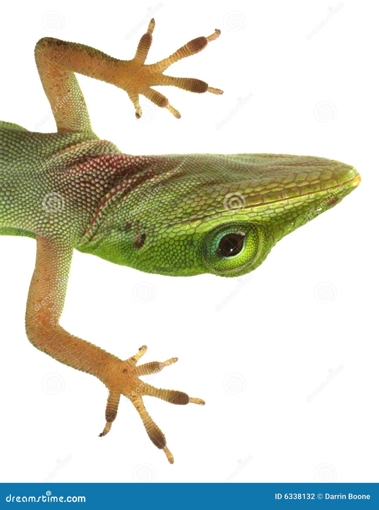Lizard Closeup stock photo. Image of blooded, animal, lizard - 6338132