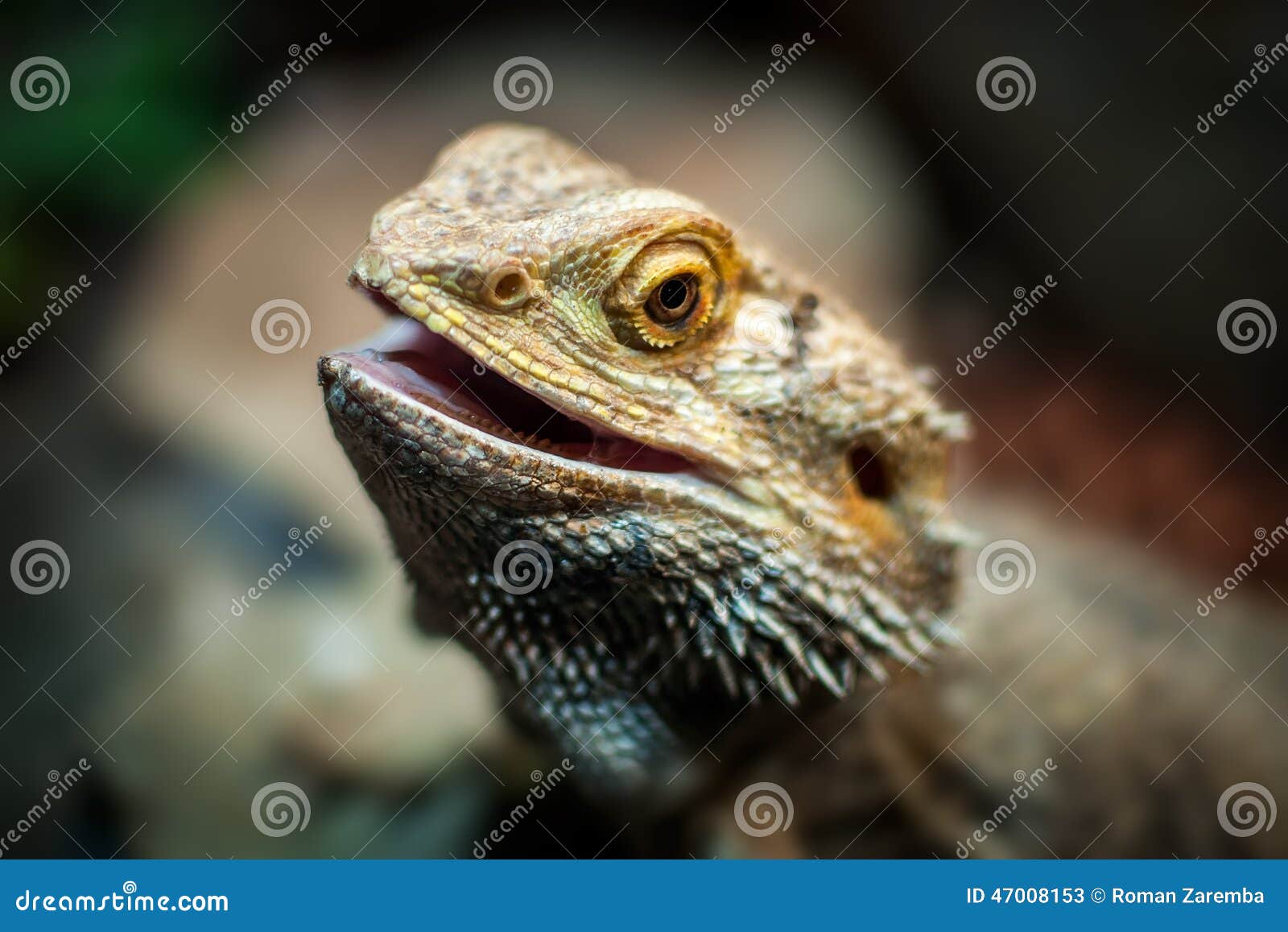 Lizard stock image. Image of nature, life, looking, spike - 47008153