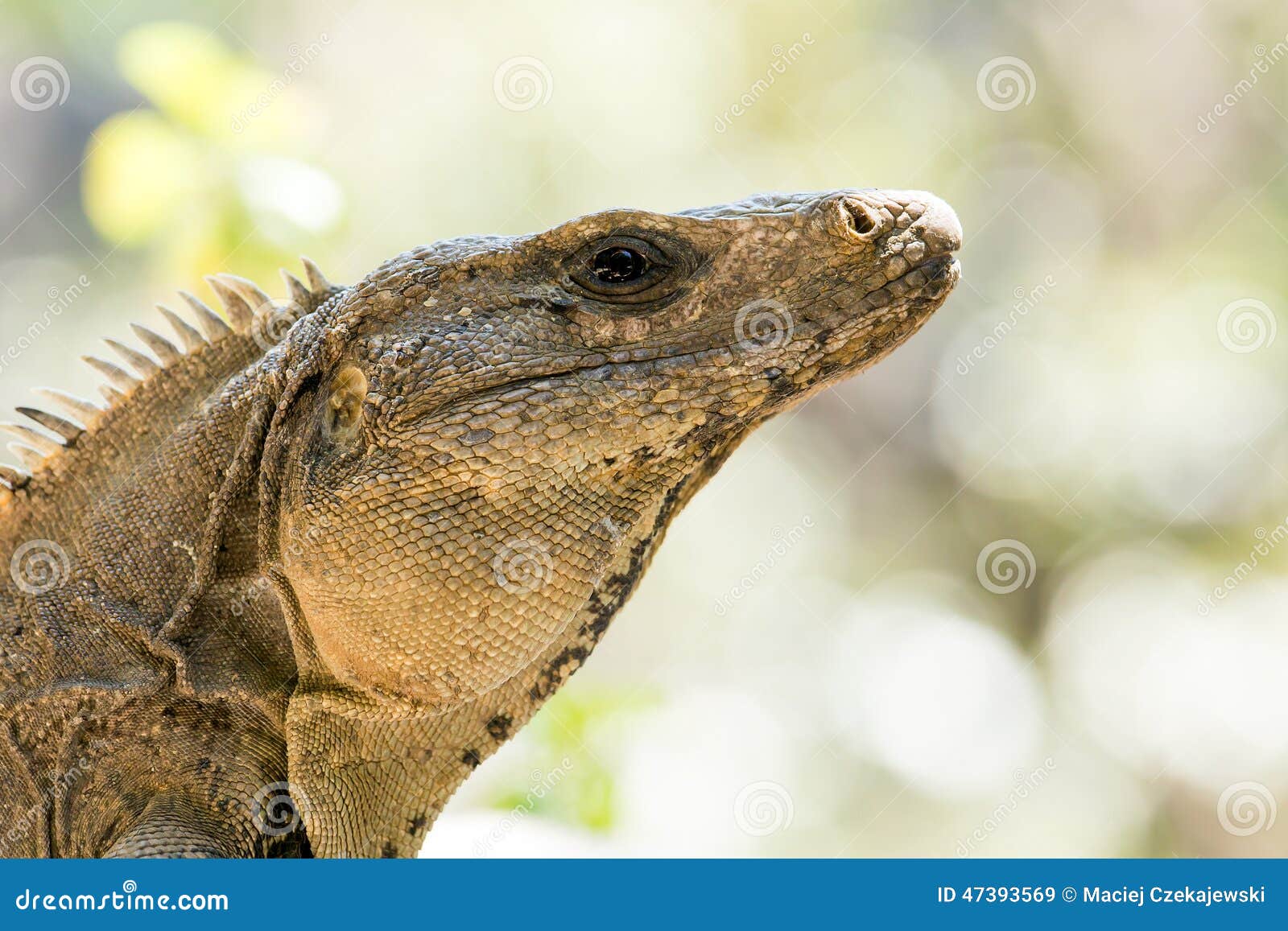 Lizard closeup stock image. Image of scale, carmen, lizard - 47393569