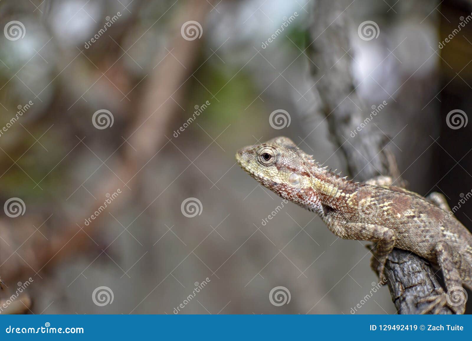 Lizard Closeup stock image. Image of branch, tree, lizard - 129492419