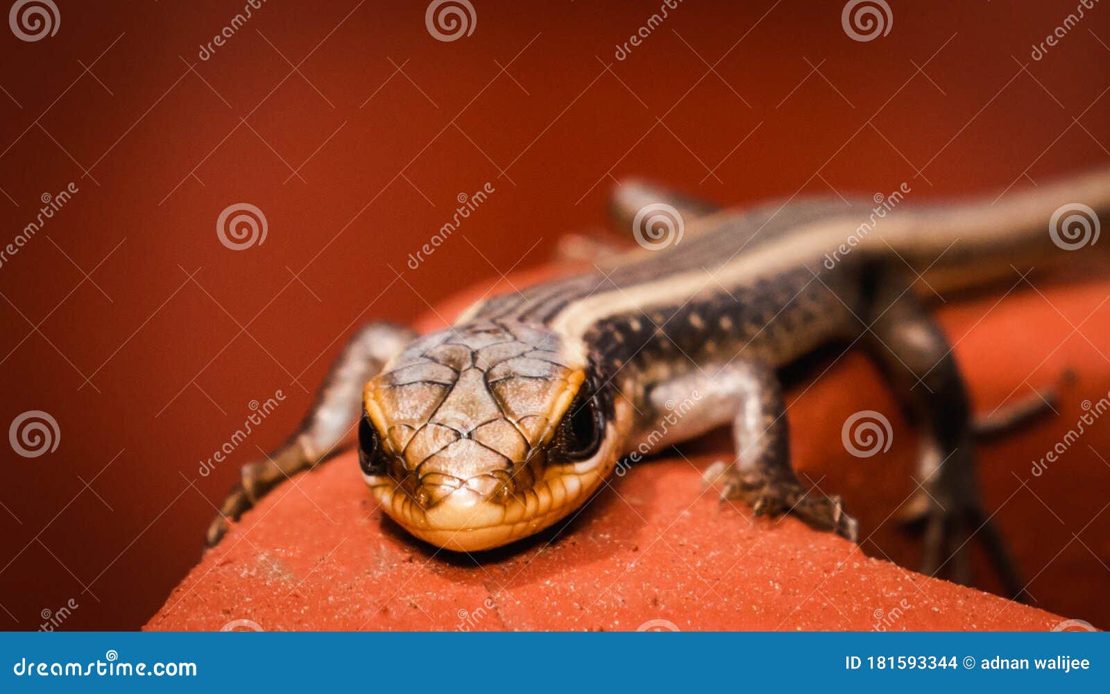 Lizard Closeup Macro Scary Front Stock Photo - Image of lizard, macro ...