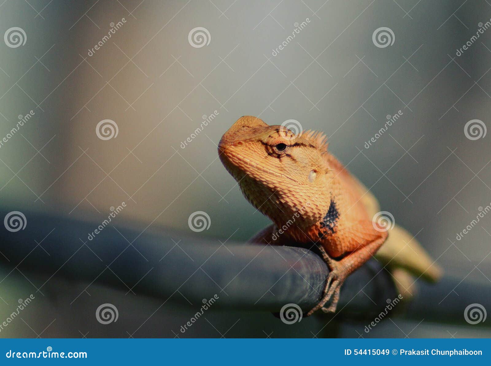 Lizard stock image. Image of scaly, lizard, morning, sparrow - 54415049