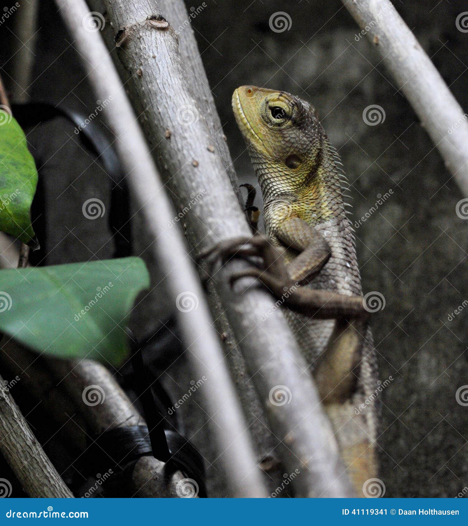 Lizard stock image. Image of plant, harmless, dragon - 41119341