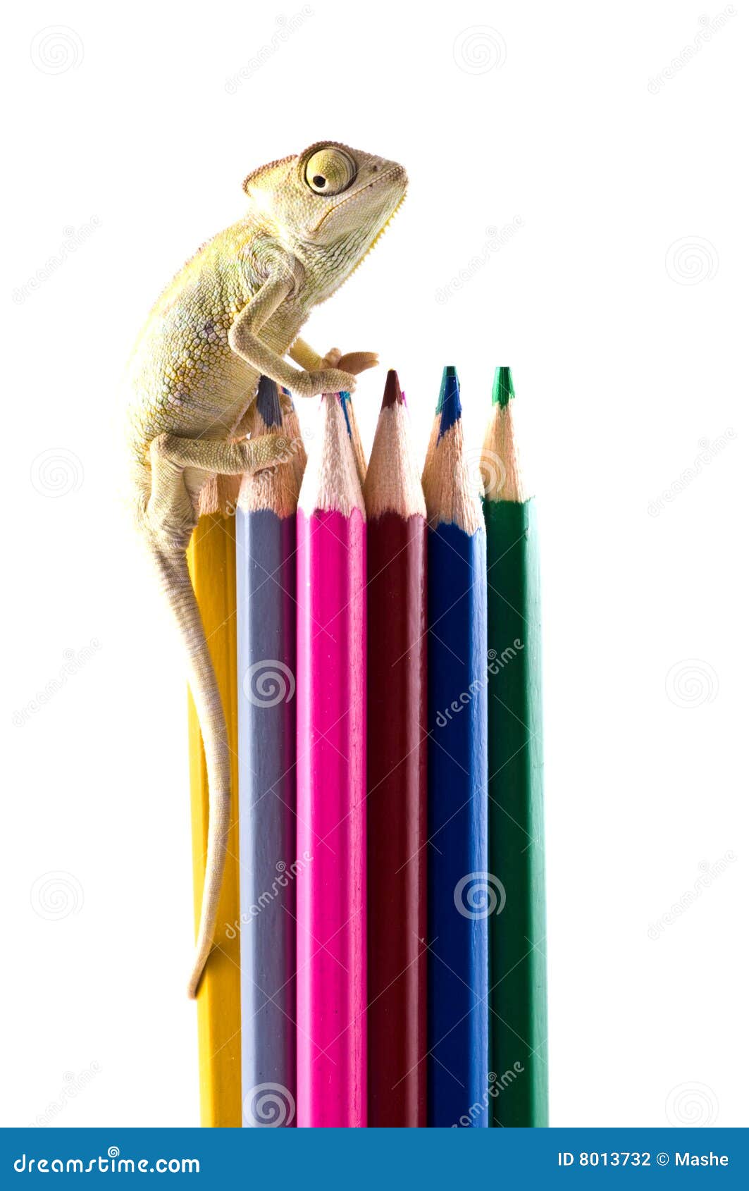 Lizard and color pencils. stock photo. Image of imagination - 8013732