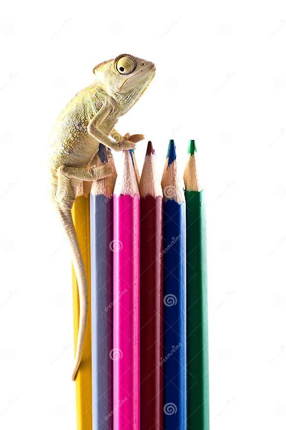 Lizard and color pencils. stock photo. Image of imagination - 8013732