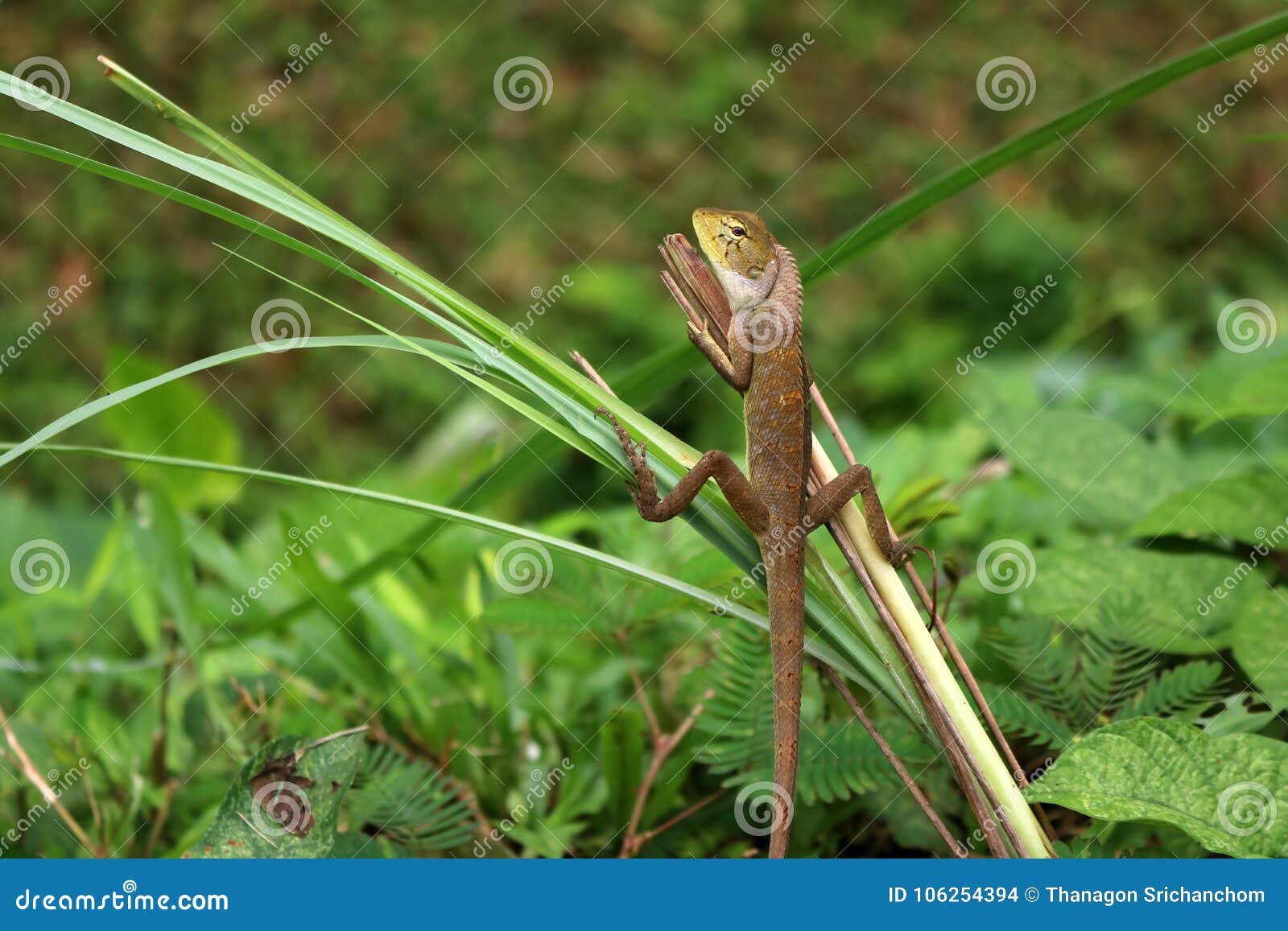 Lizard in a Comfortable Position in the Garden. Stock Photo - Image of ...