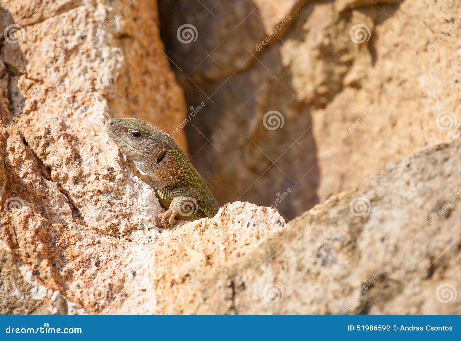 Suspicious Lizard Meme