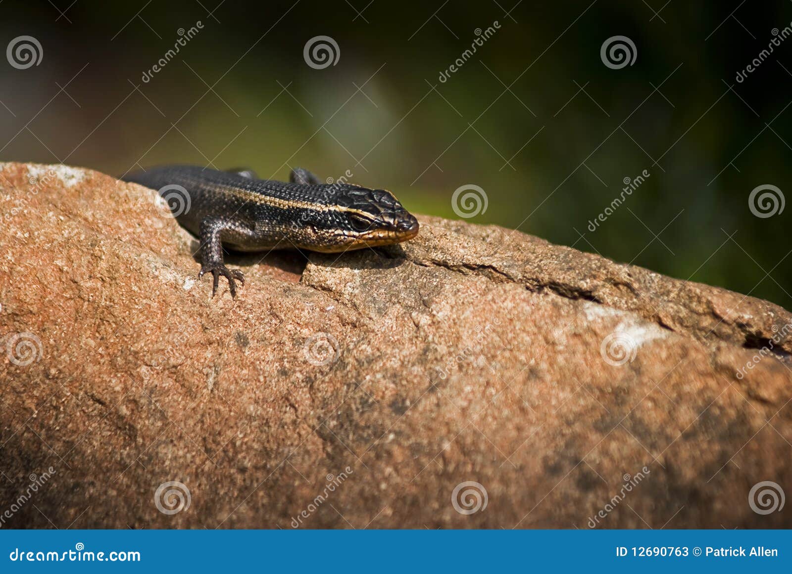 Lizard (common Skink) Baking in the Sun Stock Image - Image of nature ...
