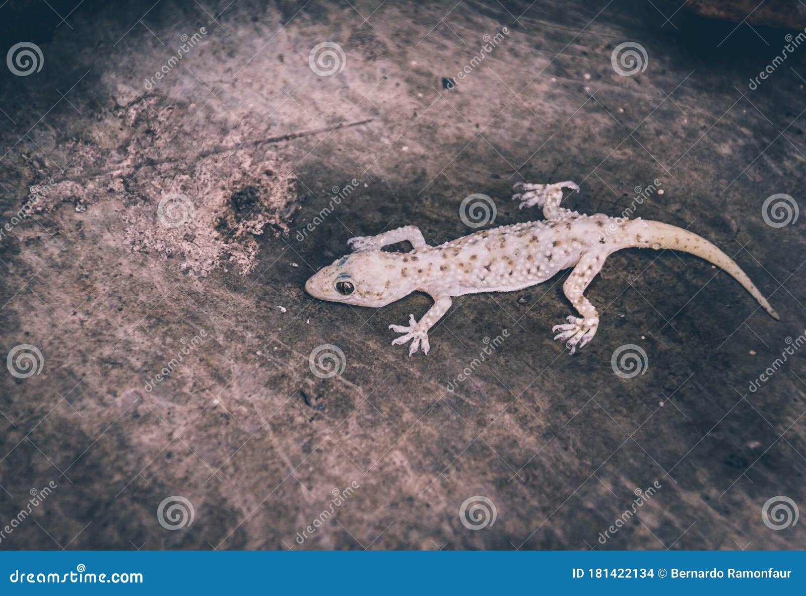 Lizard on Concrete Floor Detail Photograph Stock Photo - Image of ...