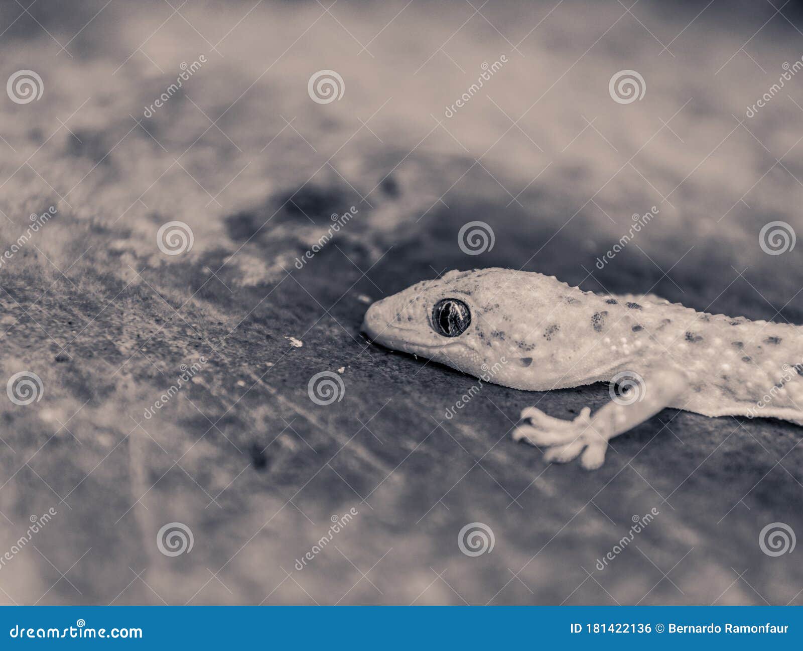 Lizard on Concrete Floor Detail Photograph Stock Photo - Image of ...