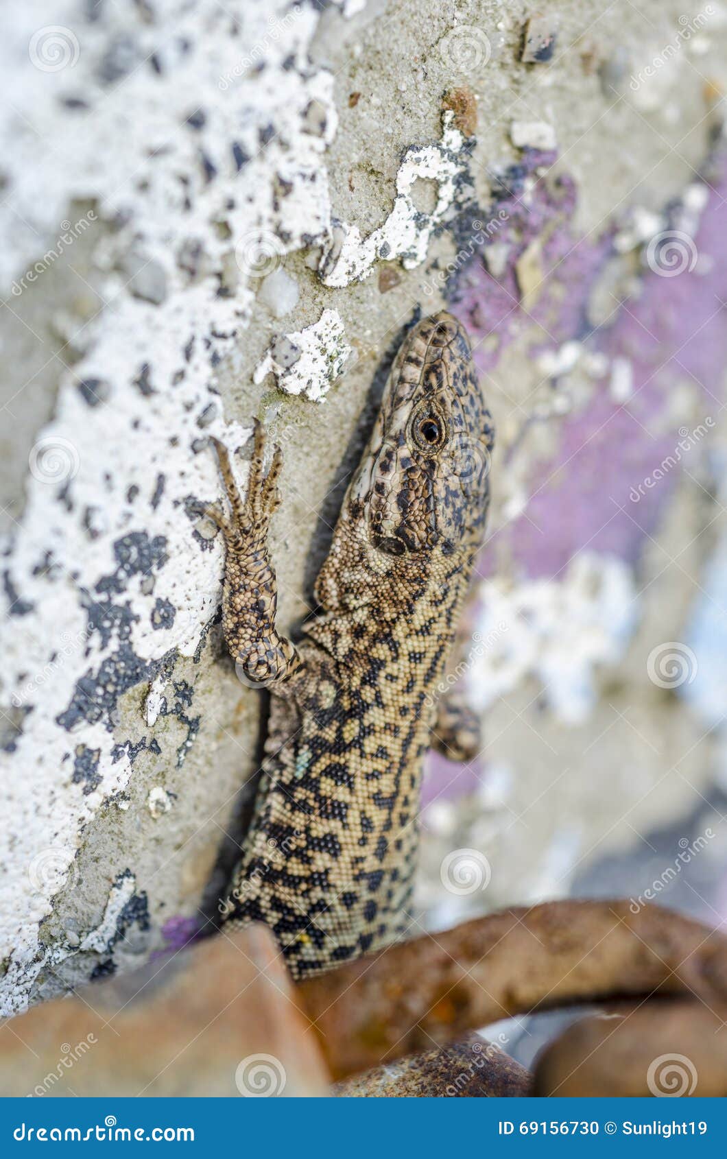 Lizard on a Concrete Wall and Textures Stock Photo - Image of blooded ...