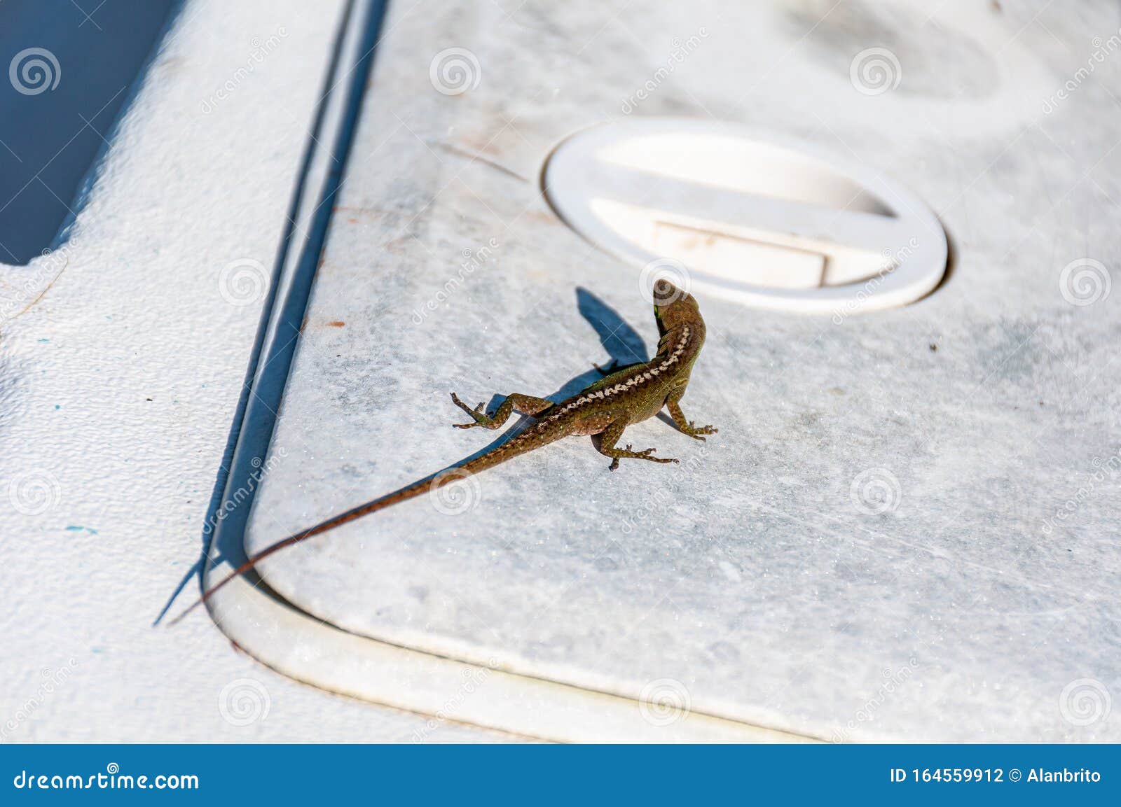 Lizard on a cooler stock photo. Image of lizard, common - 164559912