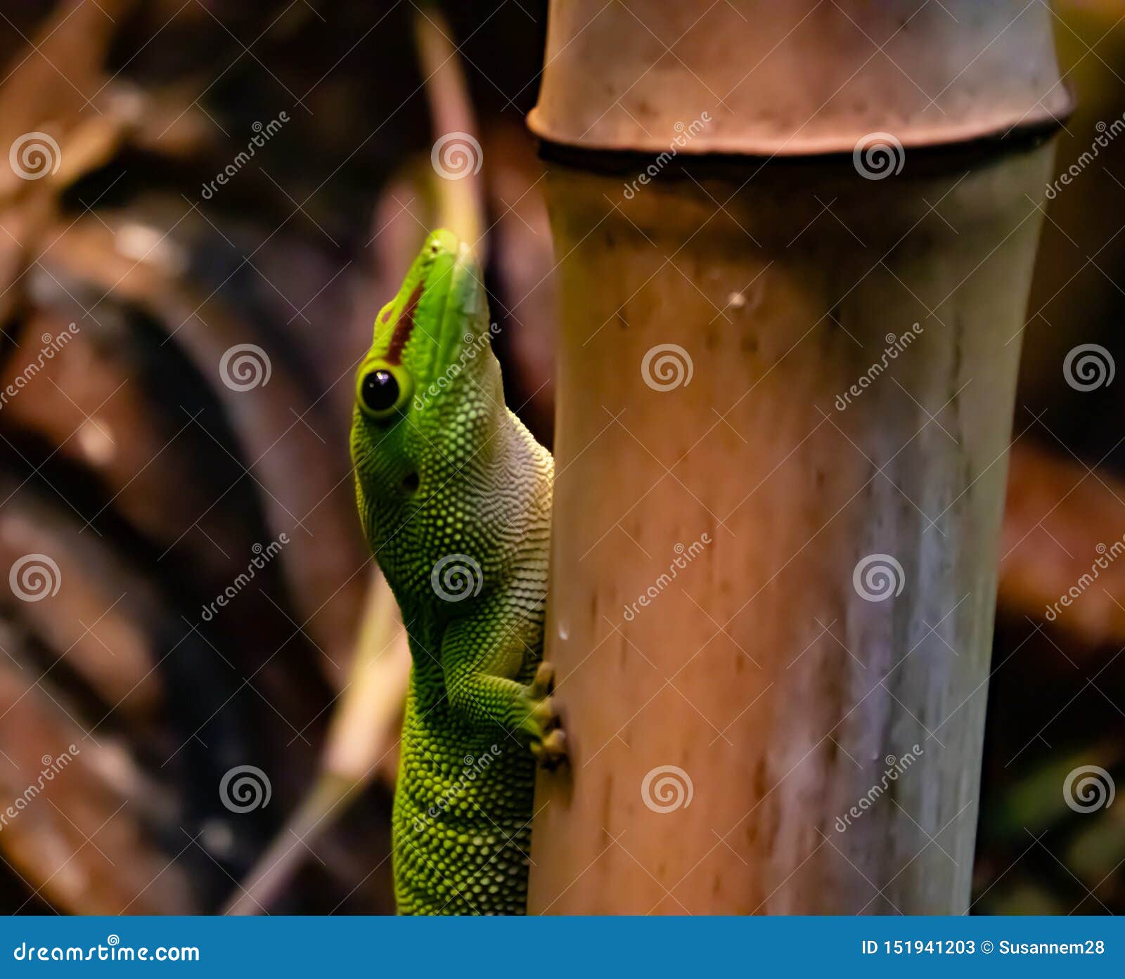 Lizard in Copenhagen Zoo stock image. Image of green - 151941203