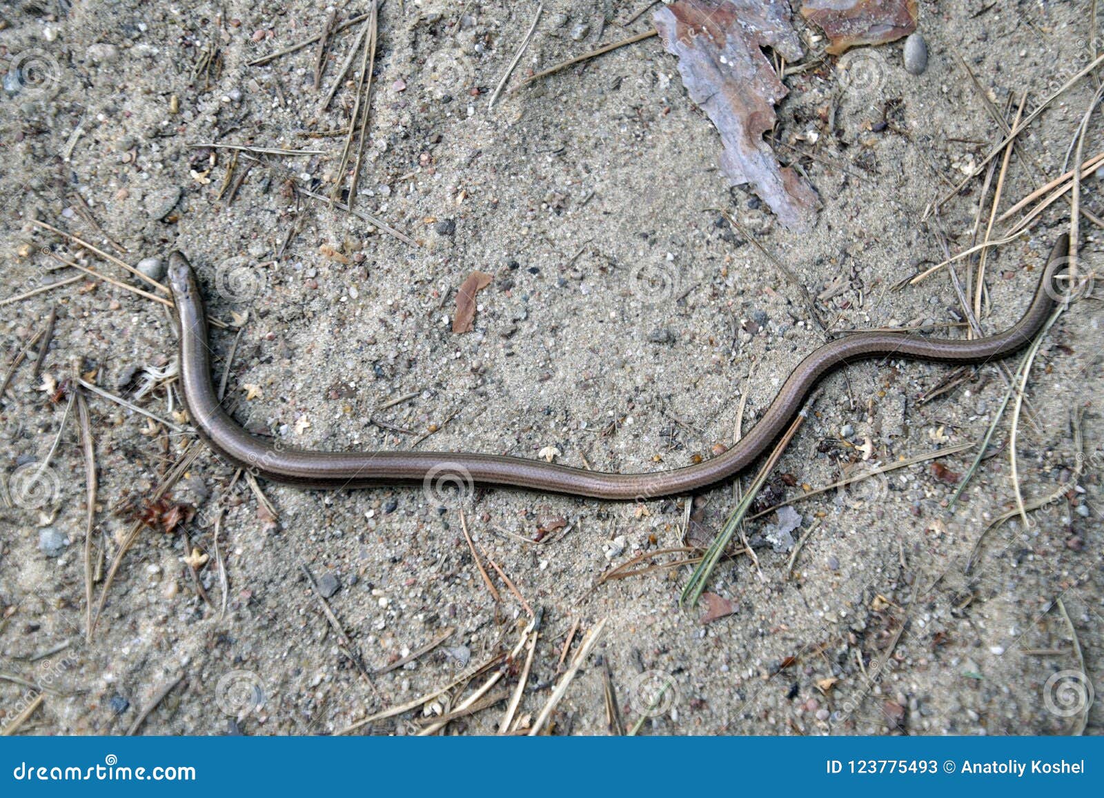 Lizard Copperhead in the Forest Trail. Beznoeee Reptile Cold-blooded ...