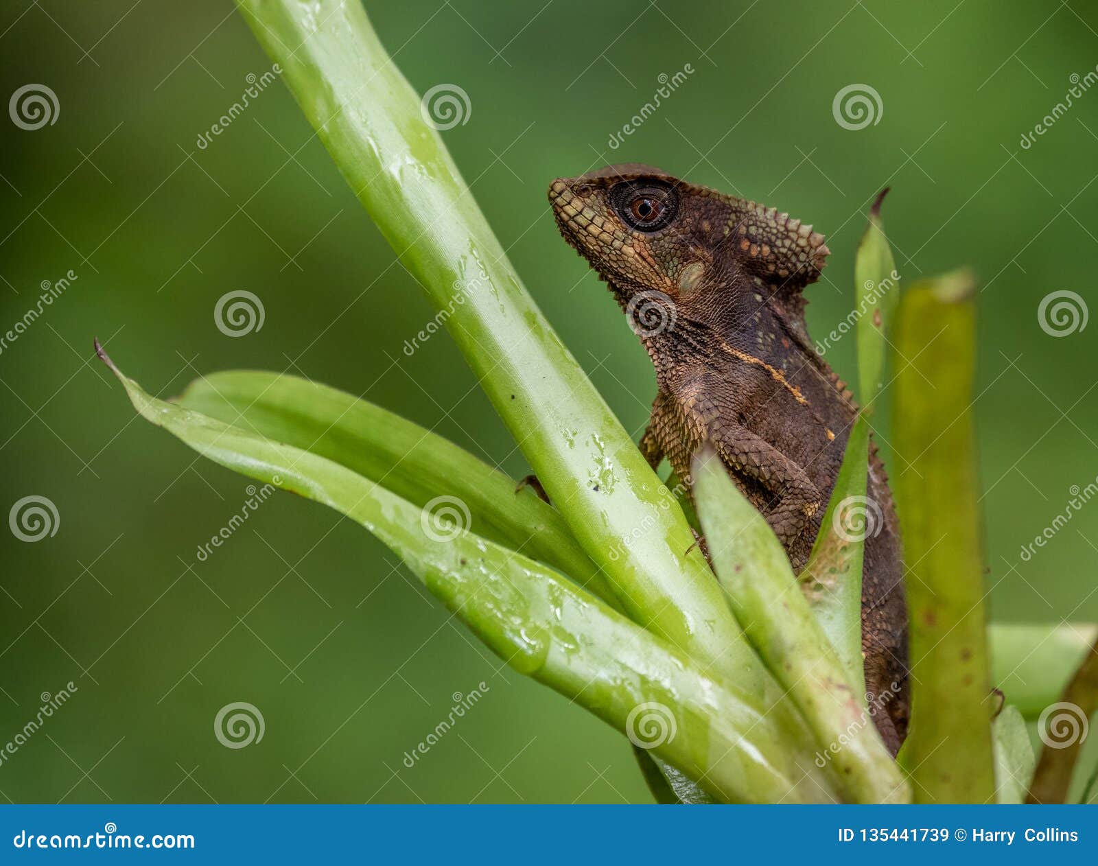 Lizard in Costa Rica stock image. Image of alligator - 135441739