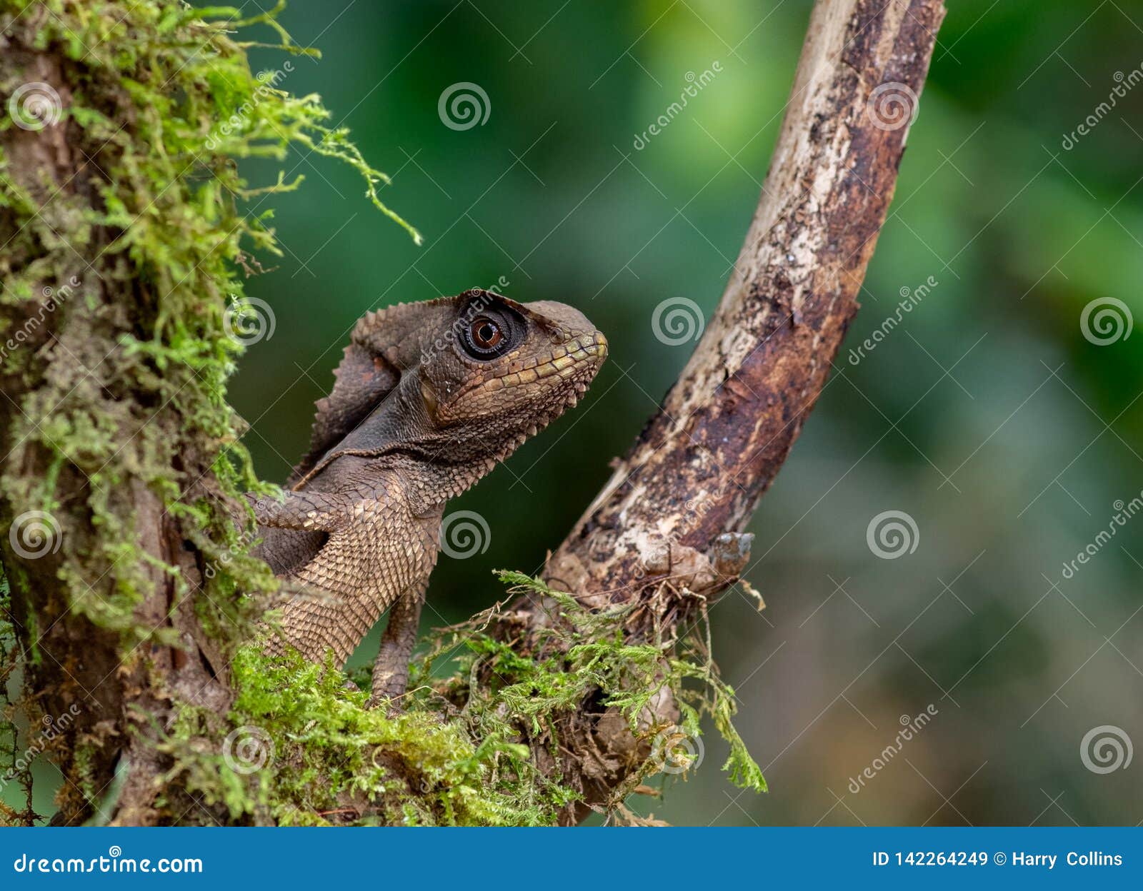 Lizard in Costa Rica stock image. Image of iguana, lizard - 142264249