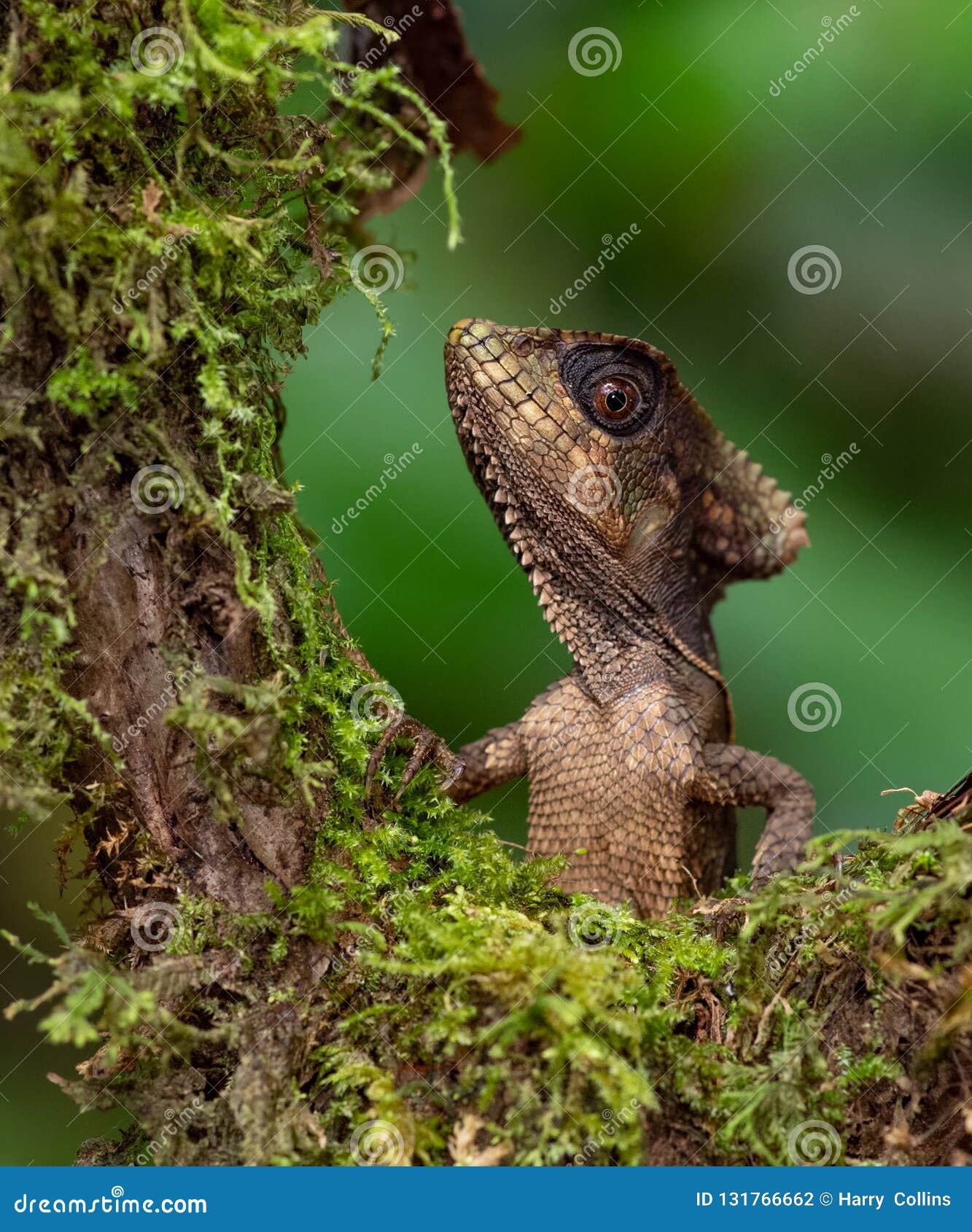 Lizard in Costa Rica stock photo. Image of columbia - 131766662