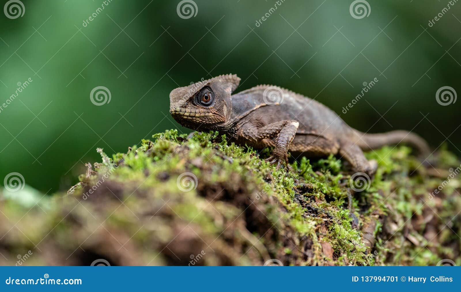 Lizard in Costa Rica stock image. Image of carolina - 137994701