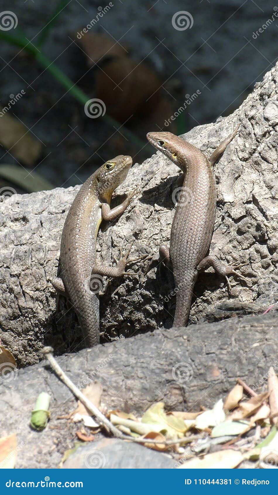 Two lizards in love stock image. Image of zambian, lizards - 110444381