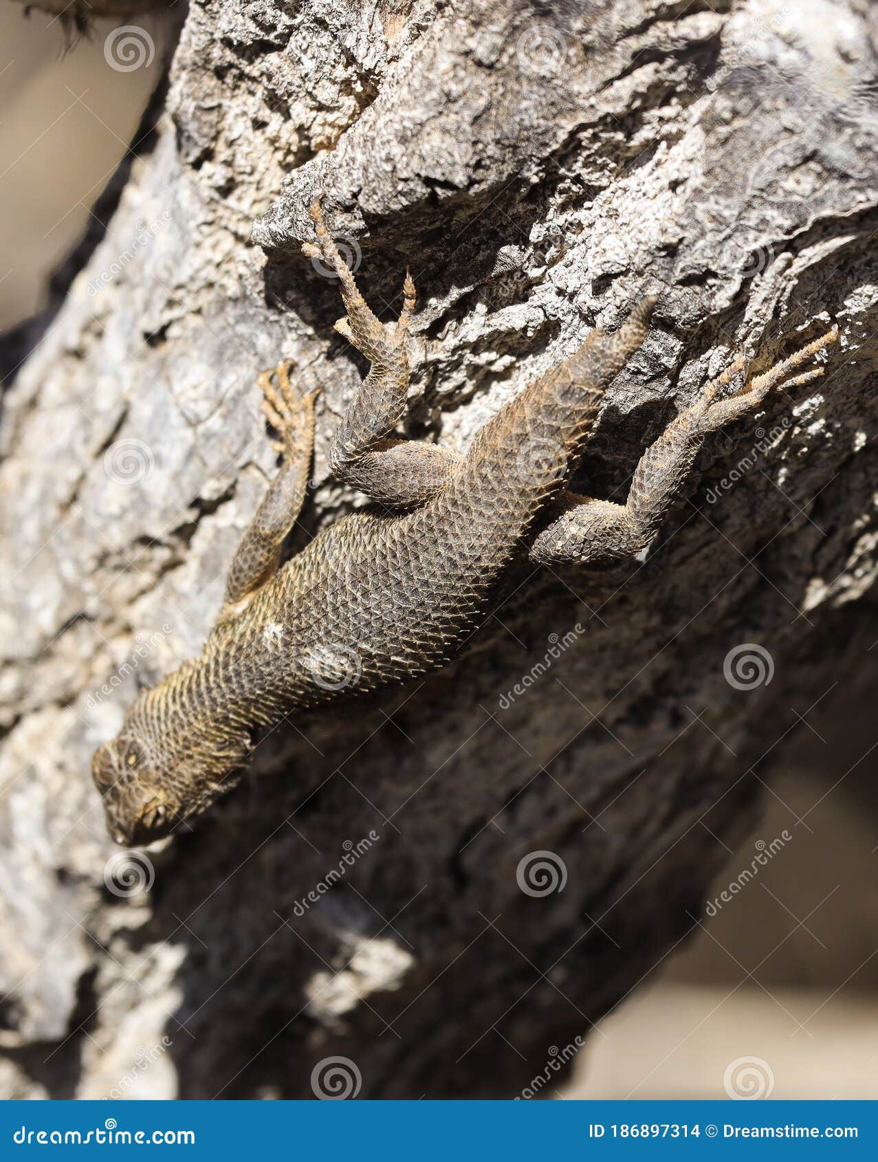 Lizard crawling across log stock photo. Image of mother - 186897314