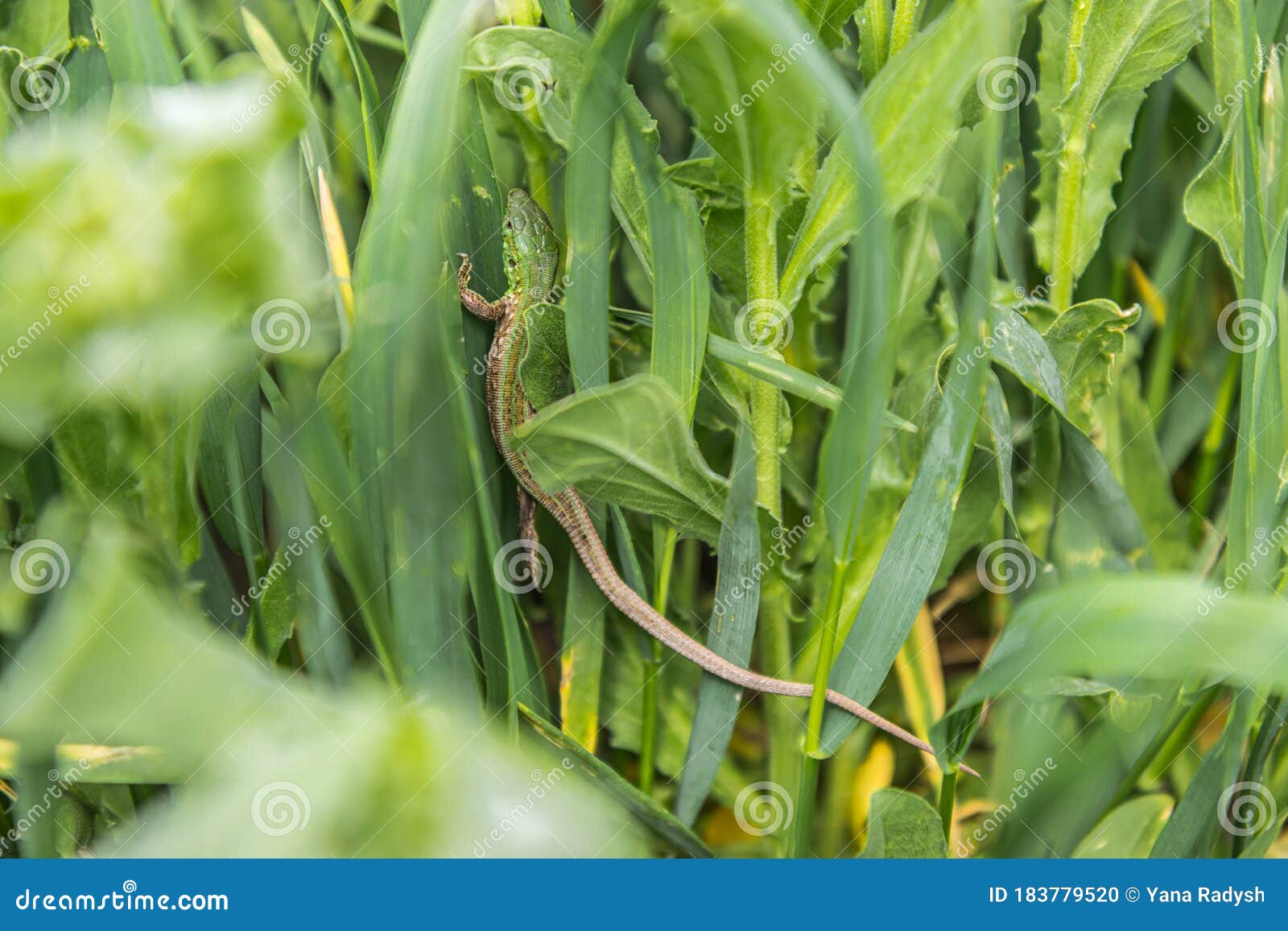 Lizard Crawling on Green Grass in a Natural Habitat Stock Photo - Image ...