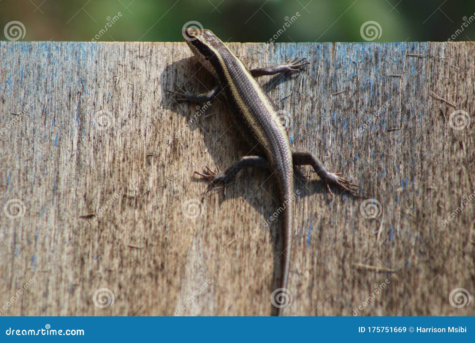 A lizard crawling on wood stock image. Image of animals - 175751669
