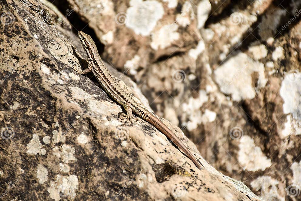 Lizard crawling on a rock stock image. Image of exotic - 80781019