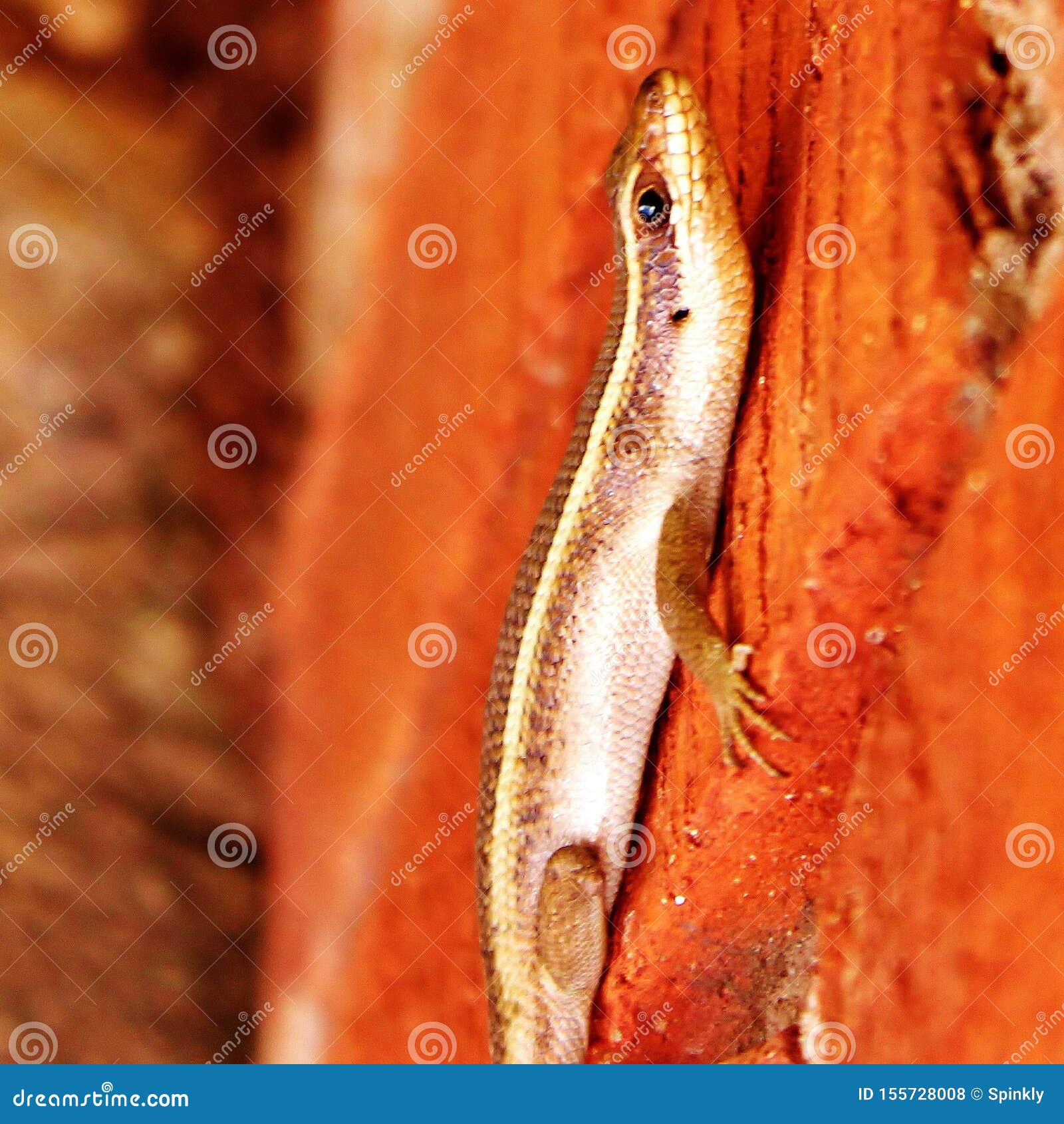 Lizard Crawling Up the Wall Stock Photo - Image of lizard, wall: 155728008